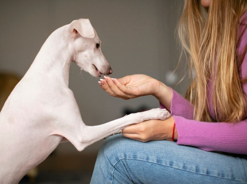 Shiny Coat, Joints: What are the benefits of Camelina Oil for Dogs ...