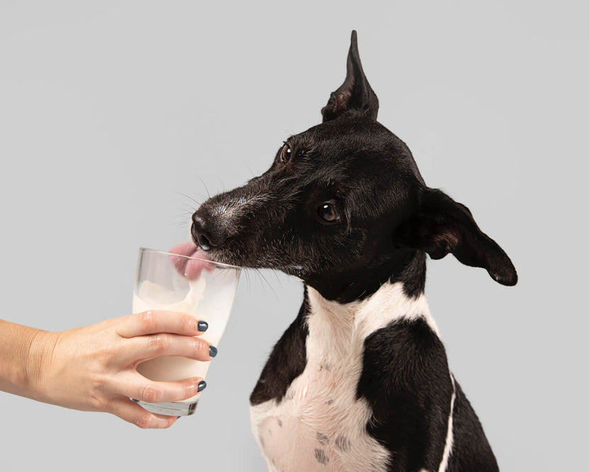 Kefir Milk for Dogs: The Gut Health Benefits for Your Dog – Gritty Pet Co.